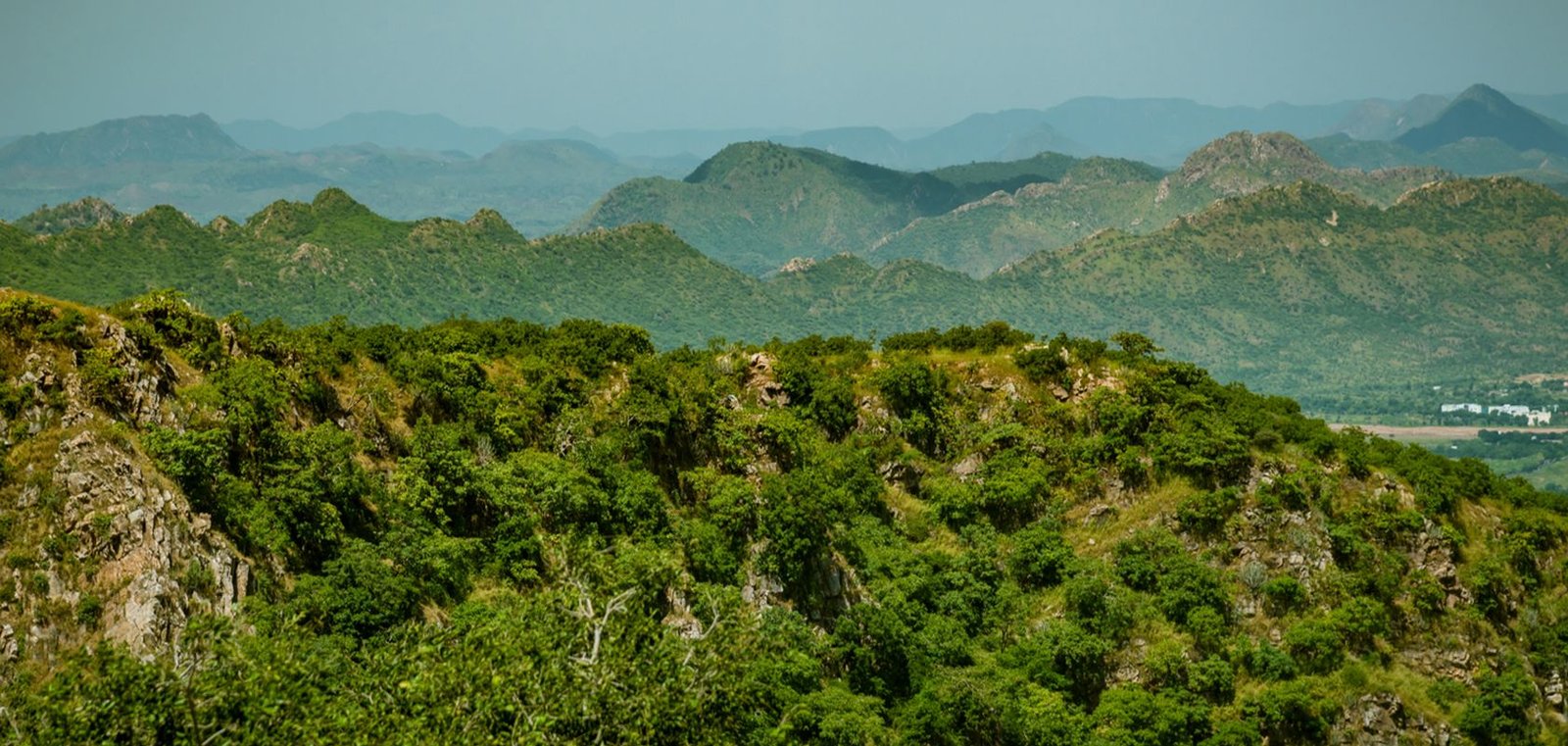 Mangar Bani Forest: Where Wilderness Weaves Its Magic | A Hidden Oasis ...