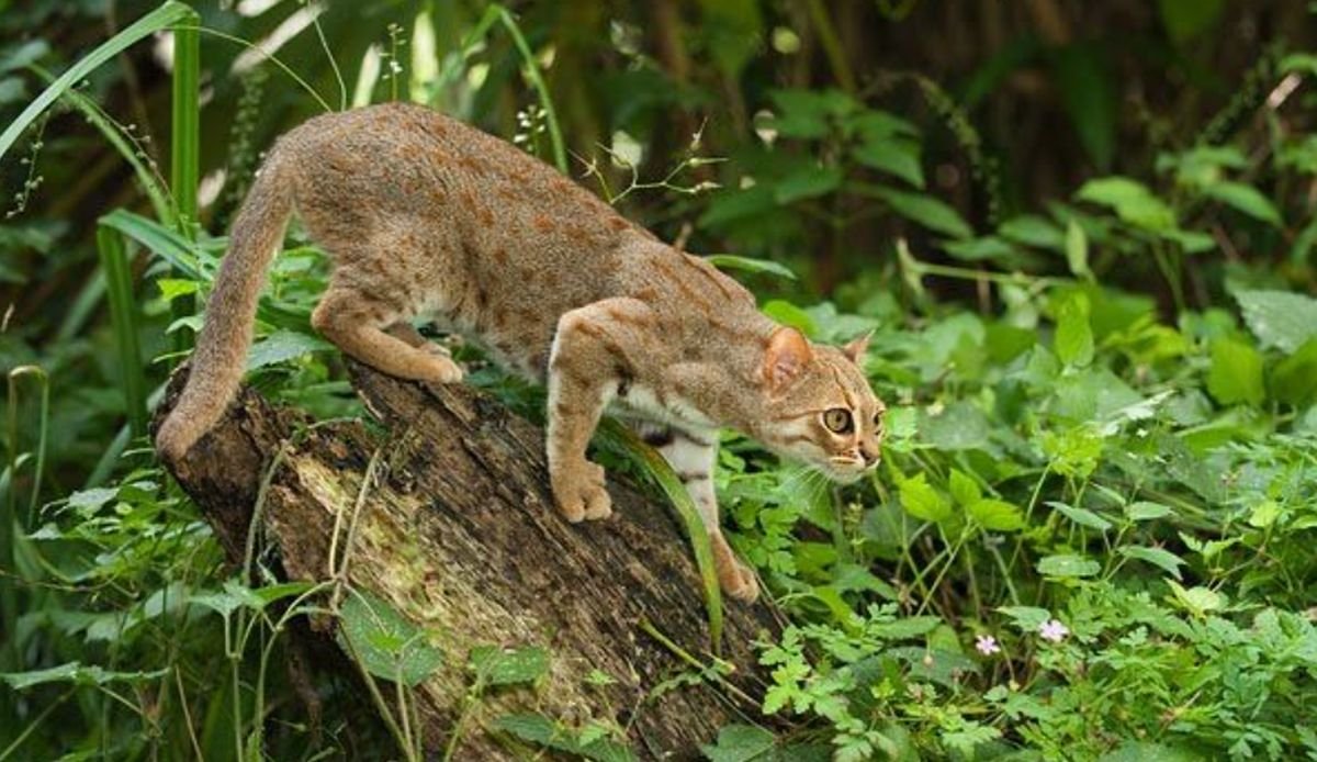 Rare Rusty-Spotted Cat Spotted in Mangar Bani: A Positive Sign for ...